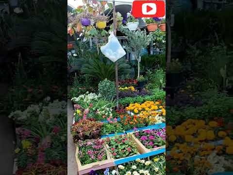 Al Mina Plant Souk Abudhabi #plants #indoorplants #outdoorplants # ...