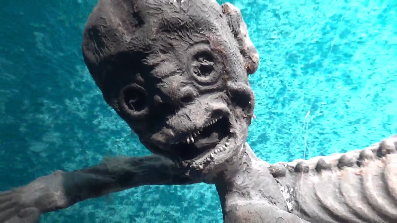 Merman and 6 Legged Hogs - Myrtle Beach Ripley's Odditorium - YouTube