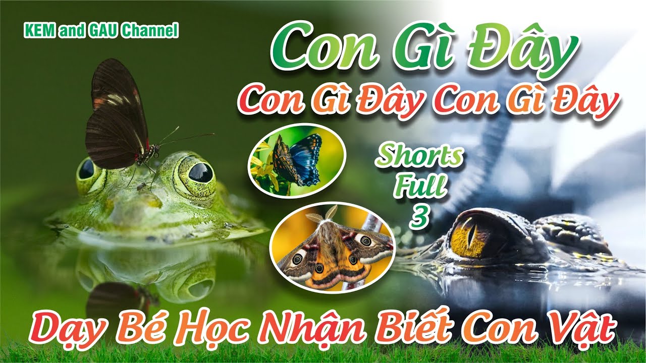 CON GÌ ĐÂY - CON GÌ ĐÂY - CON GÌ ĐÂY - Shorts Full 3 #kemandgauchannel ...