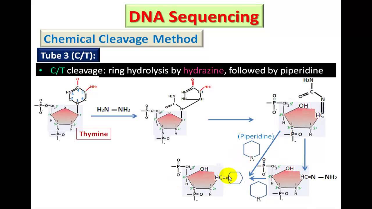Maxam and Gilbert DNA Sequencing method Arabic Dr Essam Ibrahim - YouTube