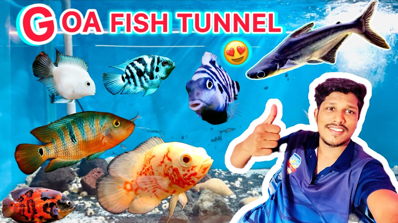 Goa’s first TUNNEL FISH AQUARIUM😍🐠🐡🐙#petsvlog#goa#theminisetup#aquarium ...