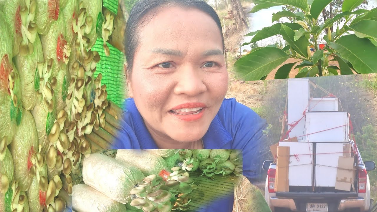 👉ตะลึง ส่องเห็ดออกเยอะขนาดนี้เชียว เหลื่อเชื่อ ดอกจำปีออกเต็มต้น ช่าง