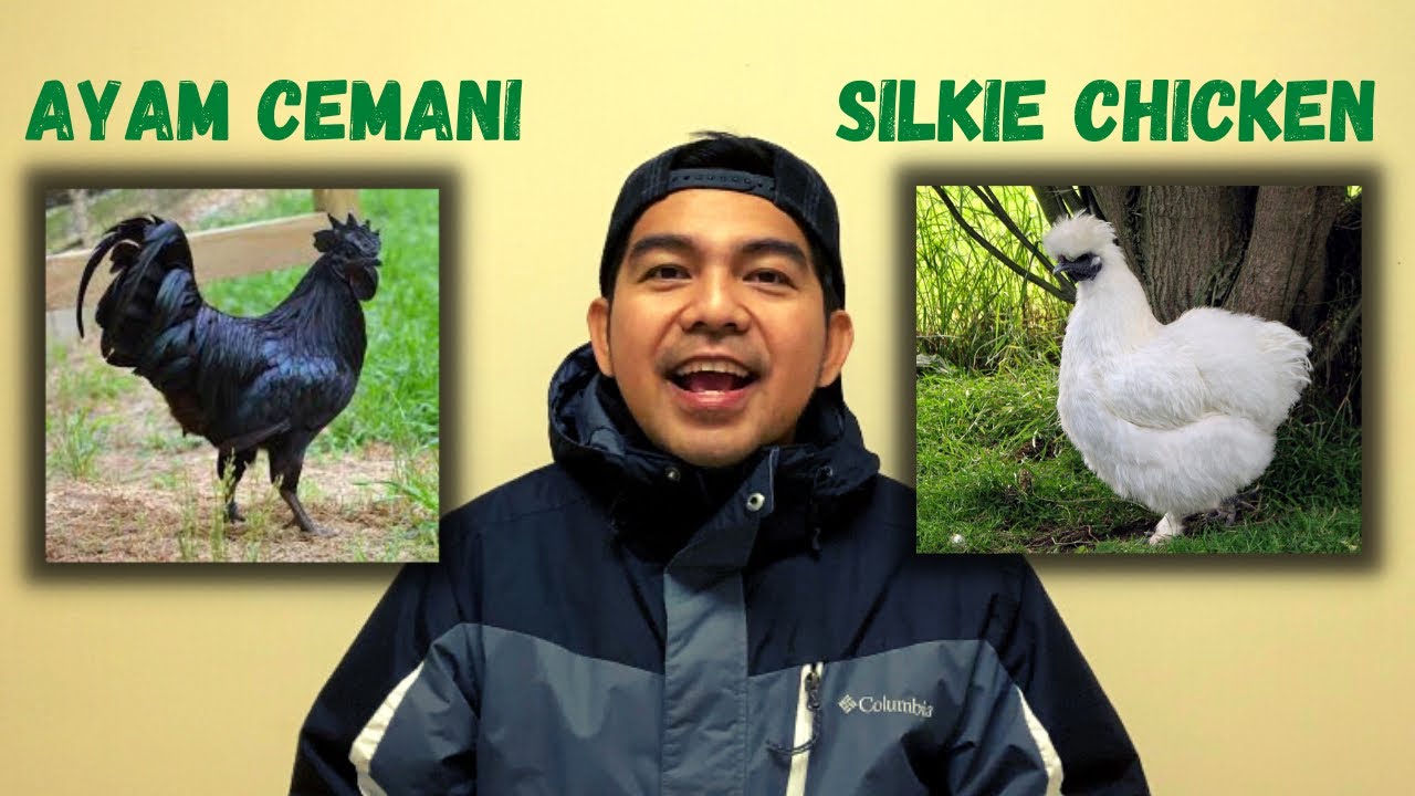 SILKIE CHICKEN AND AYAM CEMANI Comparison |Free range chickens| - YouTube