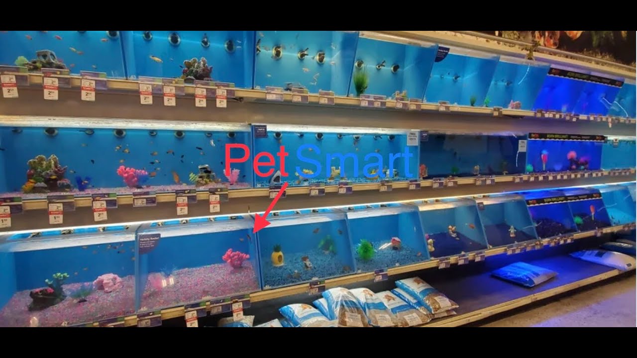 Buying the biggest Pleco at Petsmart - YouTube