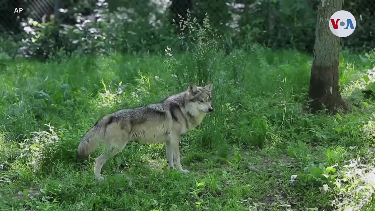 AMBIENTE: Reintroducción de lobos grises: exitoso, más por hacer - YouTube