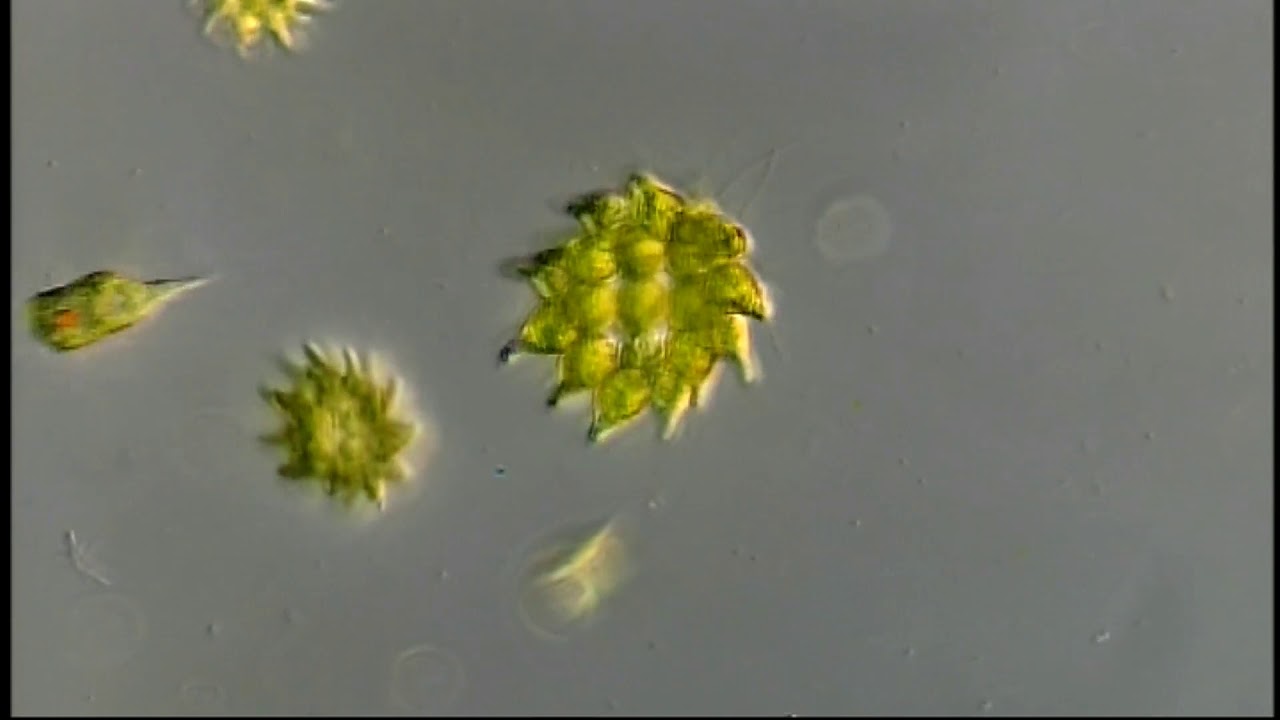 PYROBOTRYS ALGA - YouTube