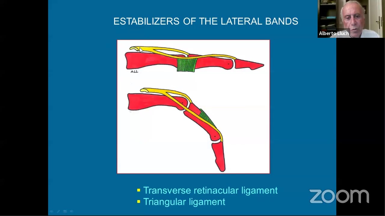 Triangular Ligament Finger
