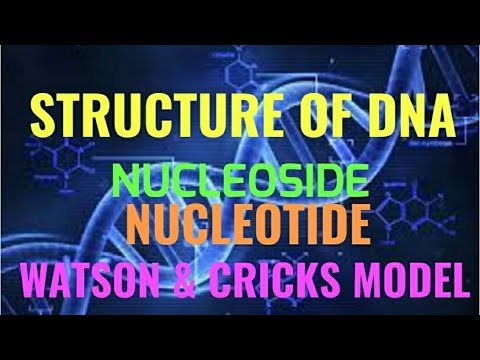 STRUCTURE OF DNA, WATSON & CRICK MODEL - YouTube