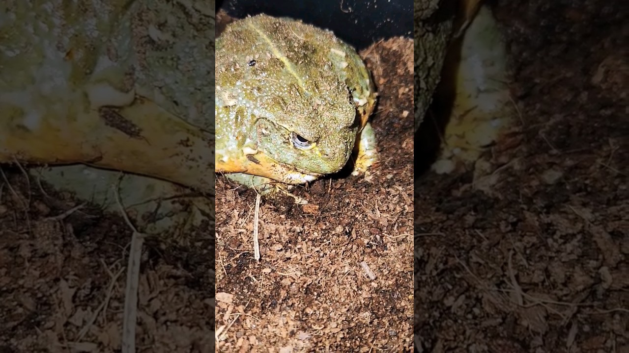 Army Of Pixie Frogs - YouTube