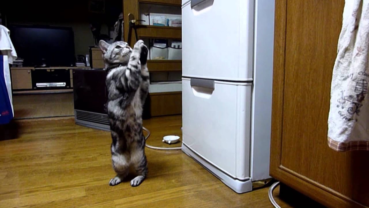 腰を捻っておねだり猫 Cat is twisting a waist - YouTube