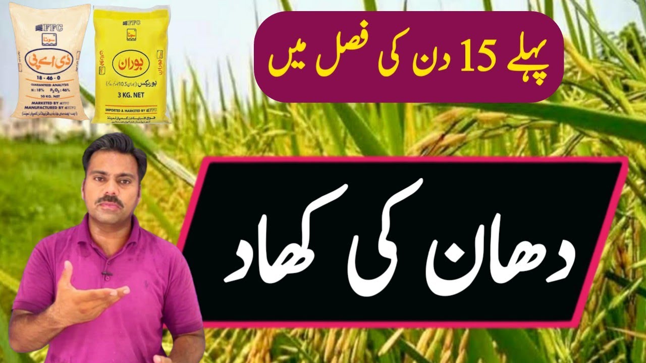 Fertilizers plan for rice crop for first 15 days | Abid Ali Agrarian - YouTube