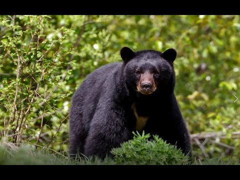 What You Need to Know About Bear Management - YouTube