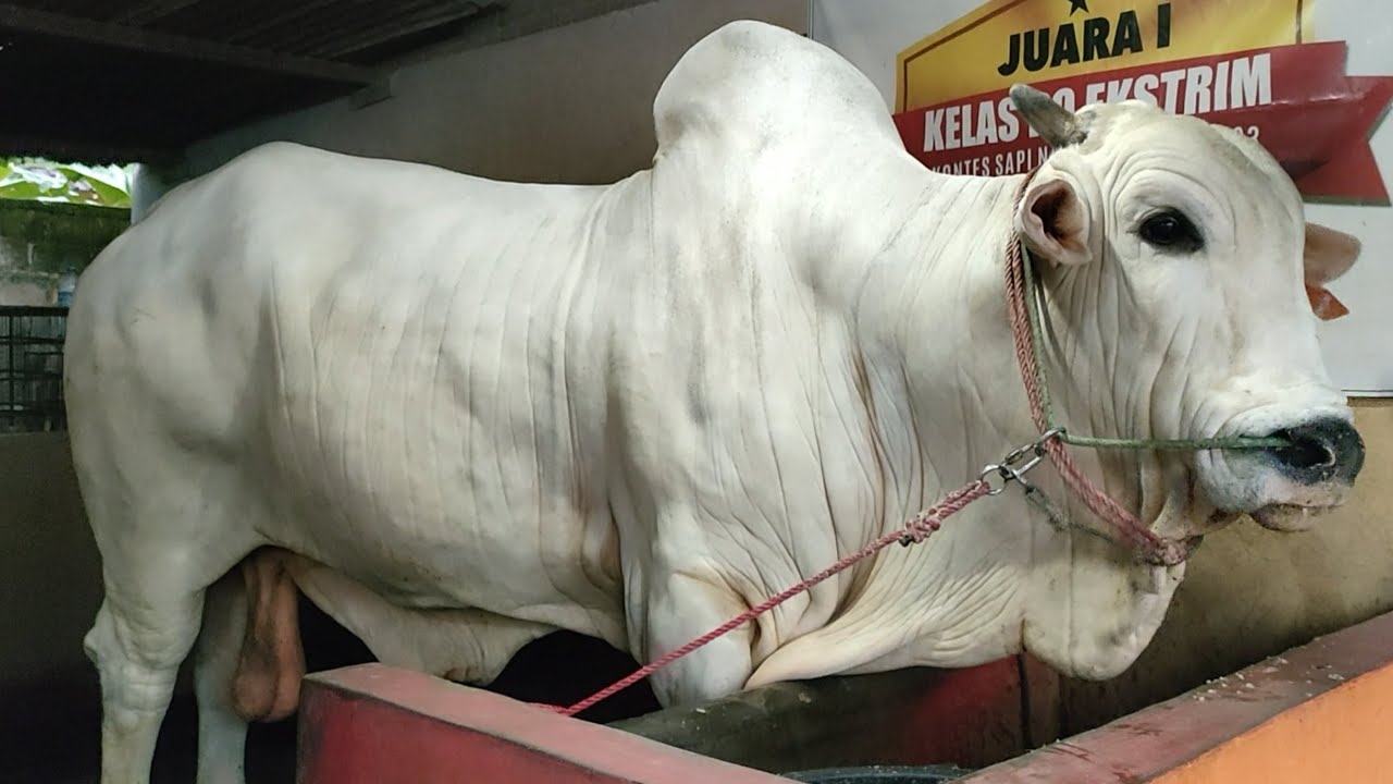 Comboran Sapi PO / Lokal Terbesar Di Indonesia ‼️ - YouTube