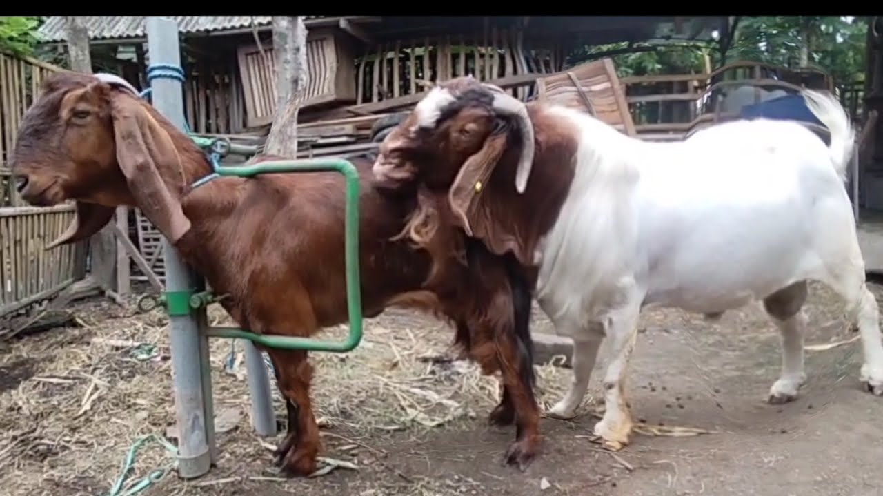 Boer goat crosses with Sirohi goat in farm | Boer goats farm in village ...
