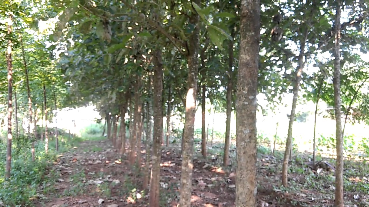 Teak Tree Garden - YouTube