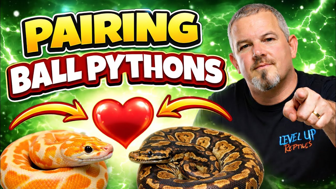 Pairing Ball Pythons - YouTube
