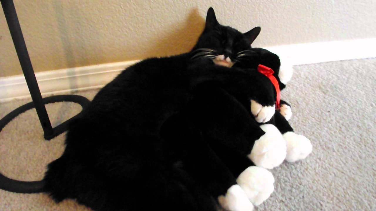 Cat hugging a stuffed animal cat - YouTube