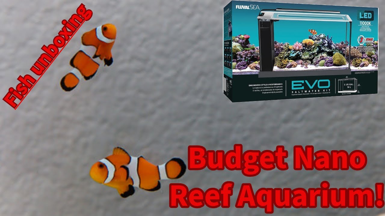 Adding Clownfish to our Nano Reef Tank - Fluval Sea Evo 52L - YouTube