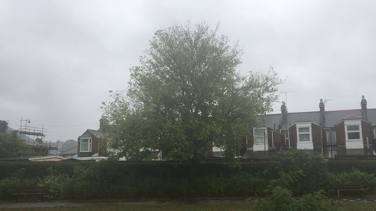 Box elder (male) - tree - September 2018 - YouTube