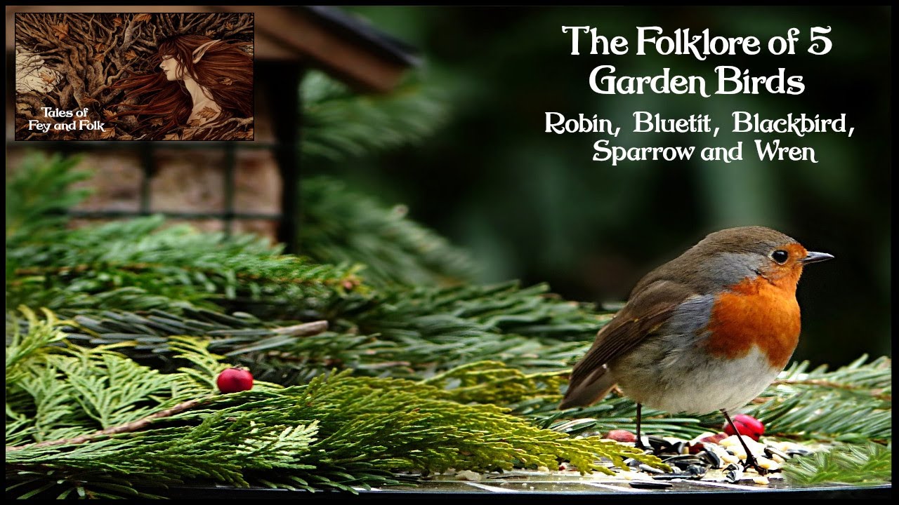 The Folklore of Garden Song Birds - Robin, Sparrow, Blackbird, Bluetit ...