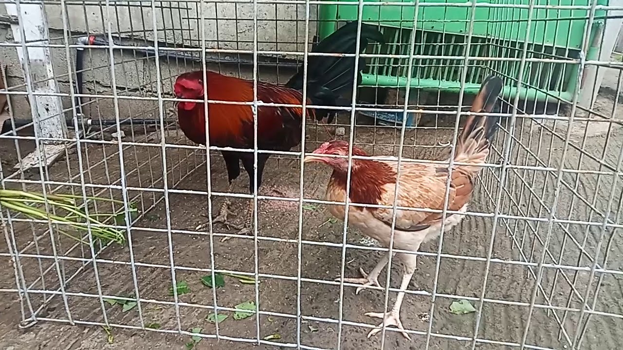 pure perfection roundhead pullet. escolin boston X superbrownred of mt ...