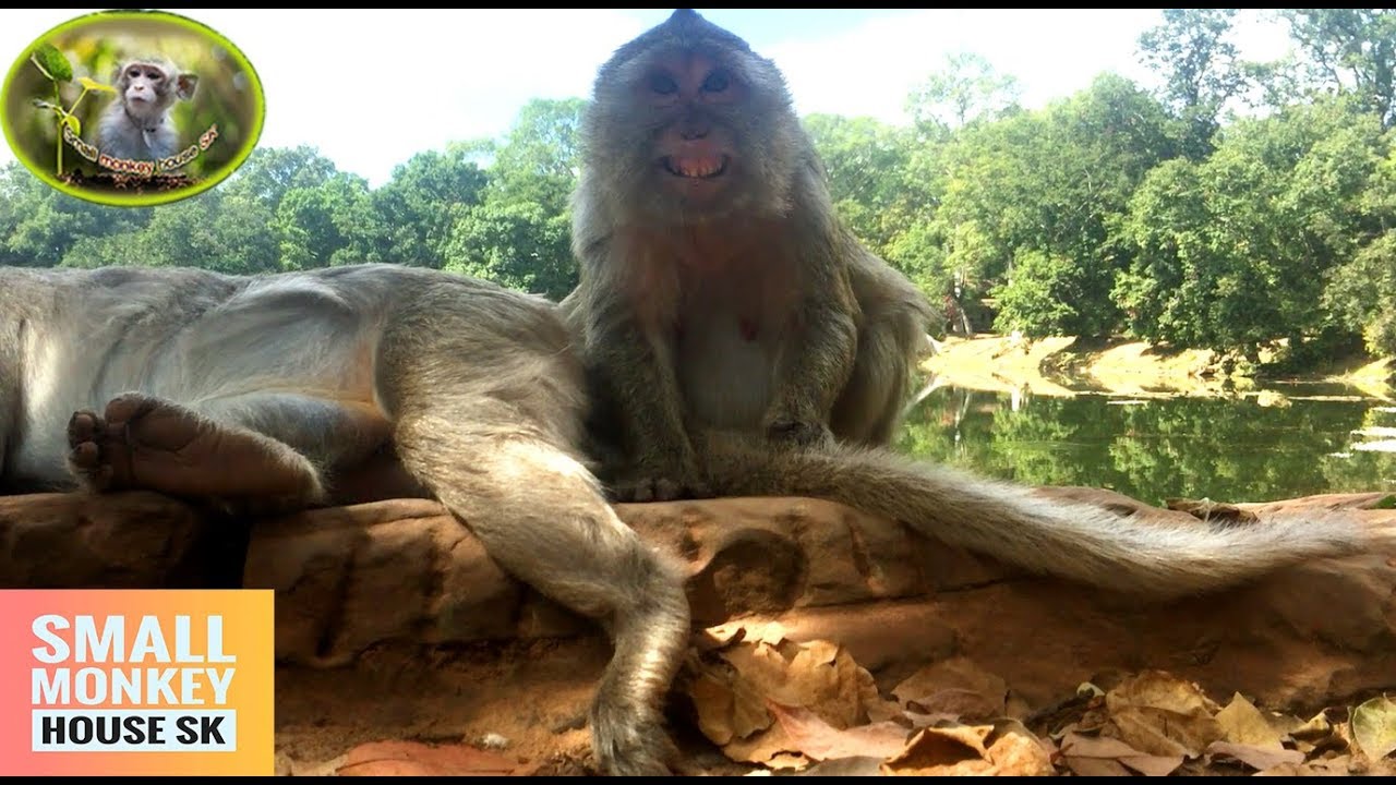 Couple monkey grooming so sweet,wife monkey grooming for husband - YouTube