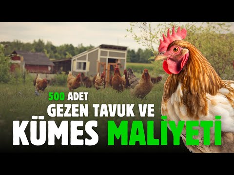 500 ADET GEZEN TAVUK VE KÜMES MALİYETİ - 2025 - HESABA KATILMAYANLAR VE GERÇEK MALİYETLER!