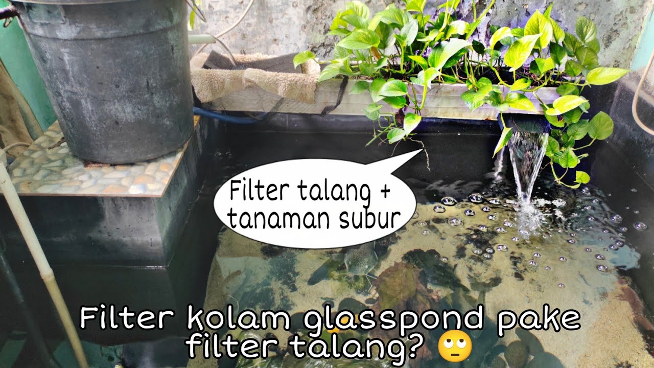 Filter kolam glass pond pake filter talang ember bekas?? - YouTube