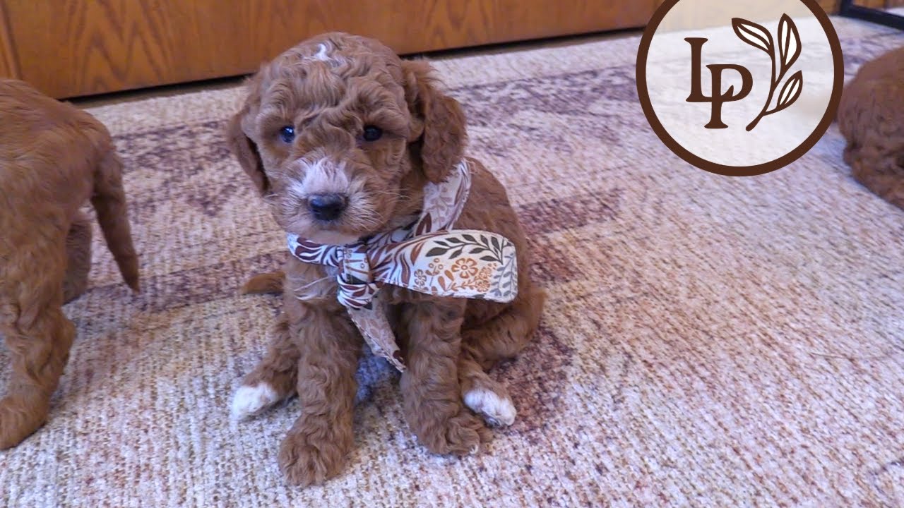Meet Lily's F1b Medium Goldendoodle Puppies! - The "Famous Painters ...