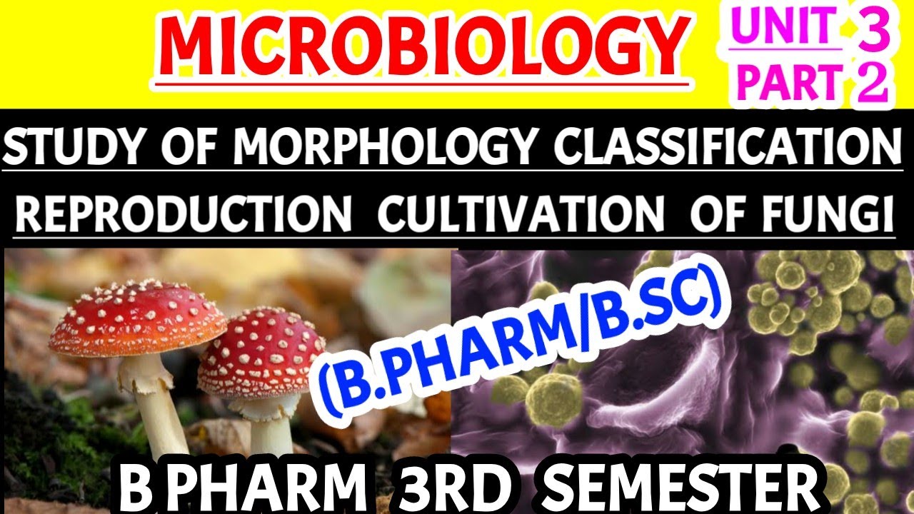 Classification of fungi || Morphology of fungi || Reproduction of fungi ...