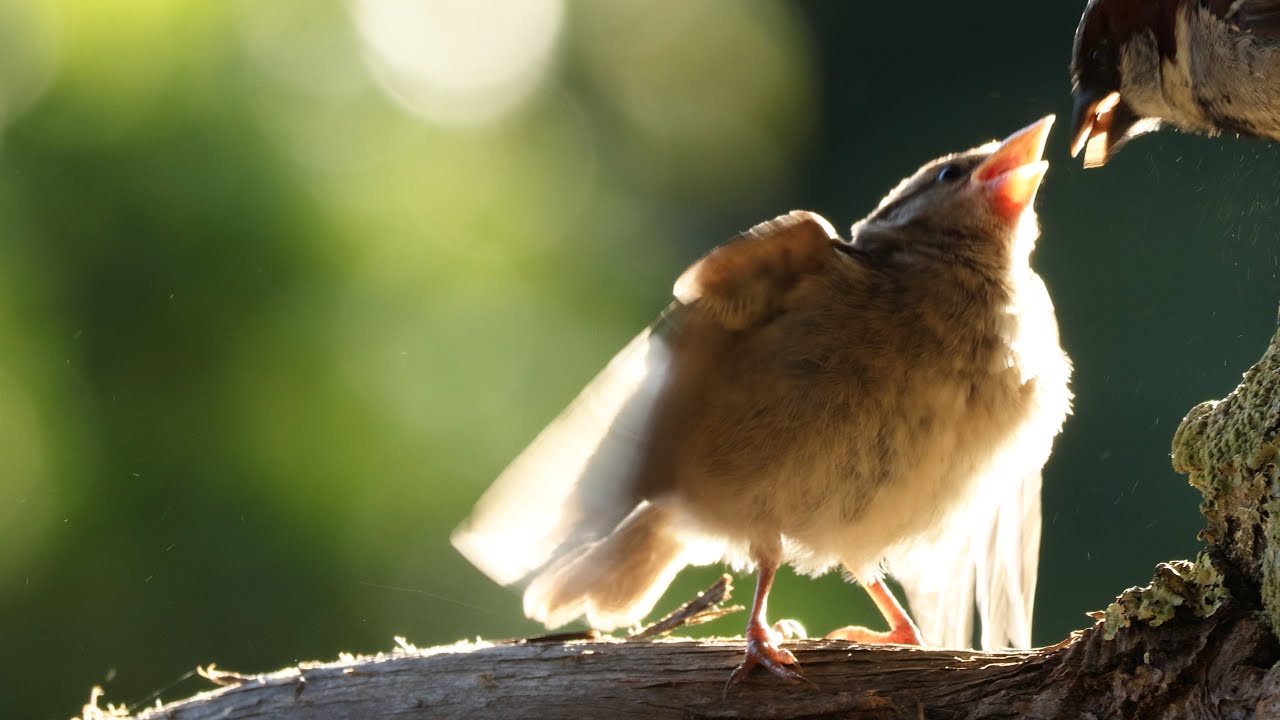 Amazing Sparrow Dad taking care of young ones - YouTube