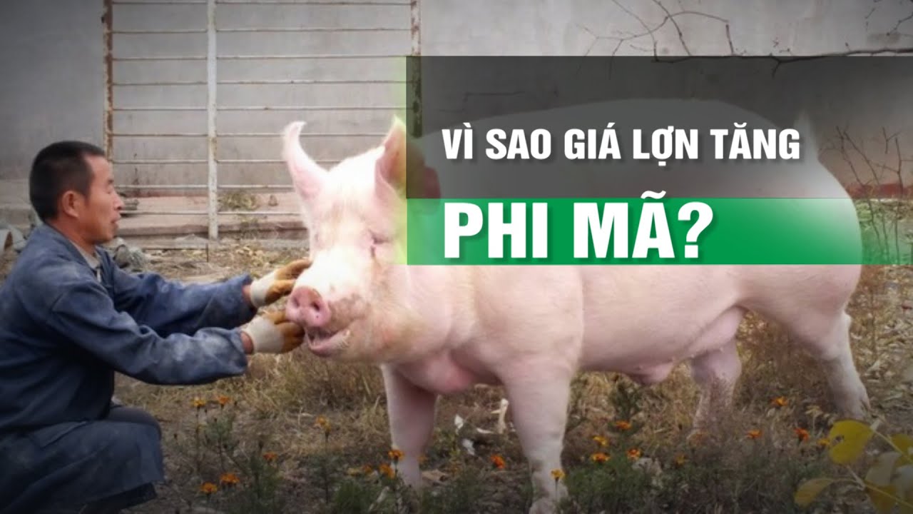 Nguyên nhân thực sự khiến giá lợn tăng cao nhất từ trước đến nay ...