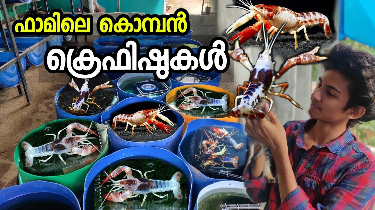 ഫാമിലെ കൊമ്പൻ ക്രെഫിഷുകൾ | #RED_GHOST_CRAYFISH #CRAYFISH_FOOD #CRAYFISH ...