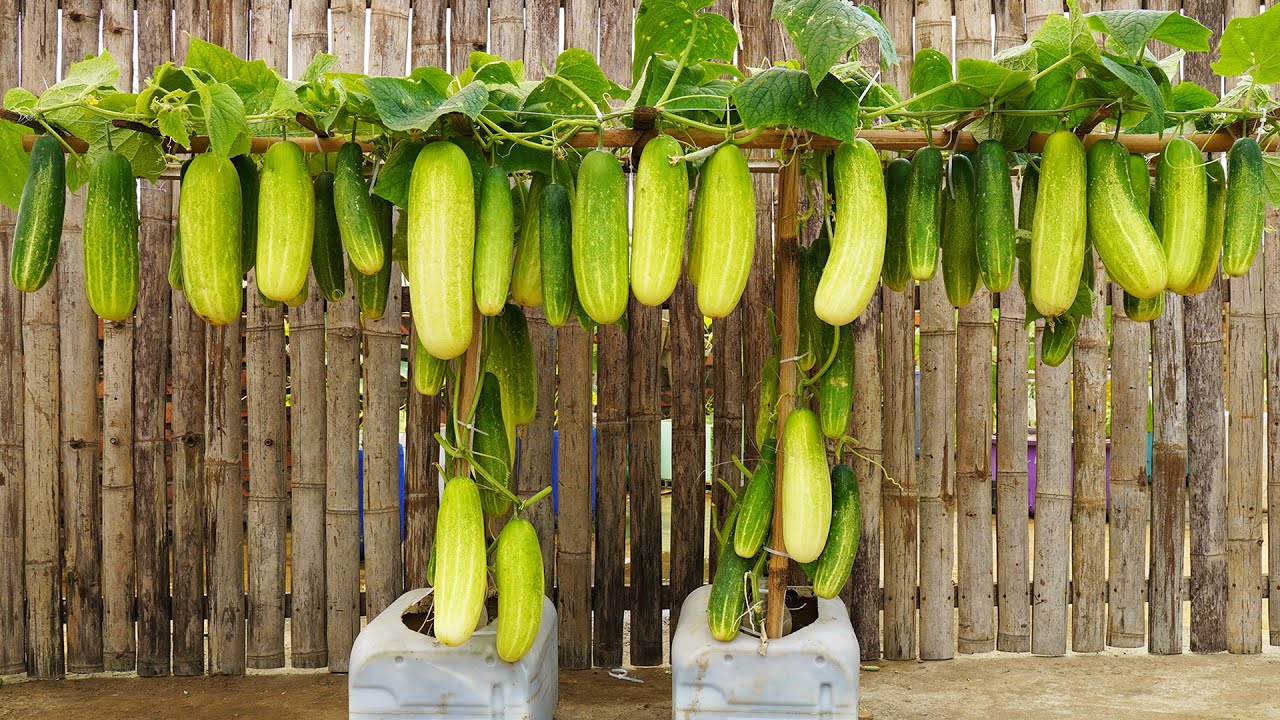 Surprisingly High Yield Cucumber Growing Method - YouTube