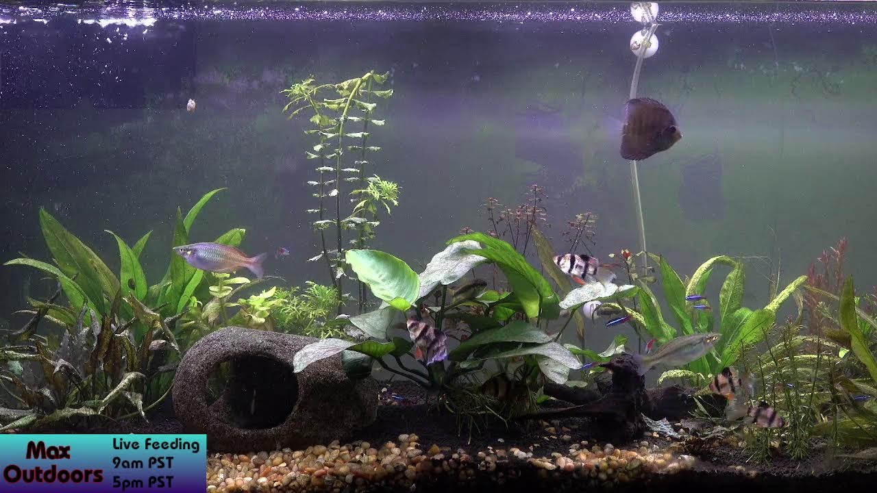 Tropical Fish Tank LIVE - YouTube