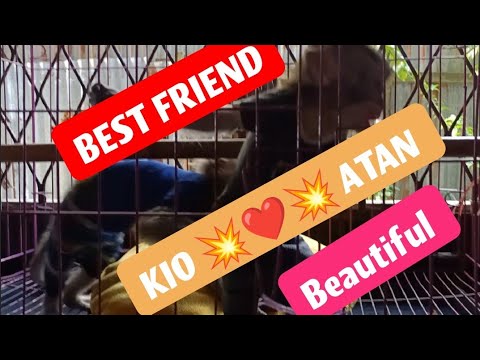 KIO ️ ATAN, BEST FRIEND 🔥🔥🙈, BEAUTIFUL MONKEY - YouTube