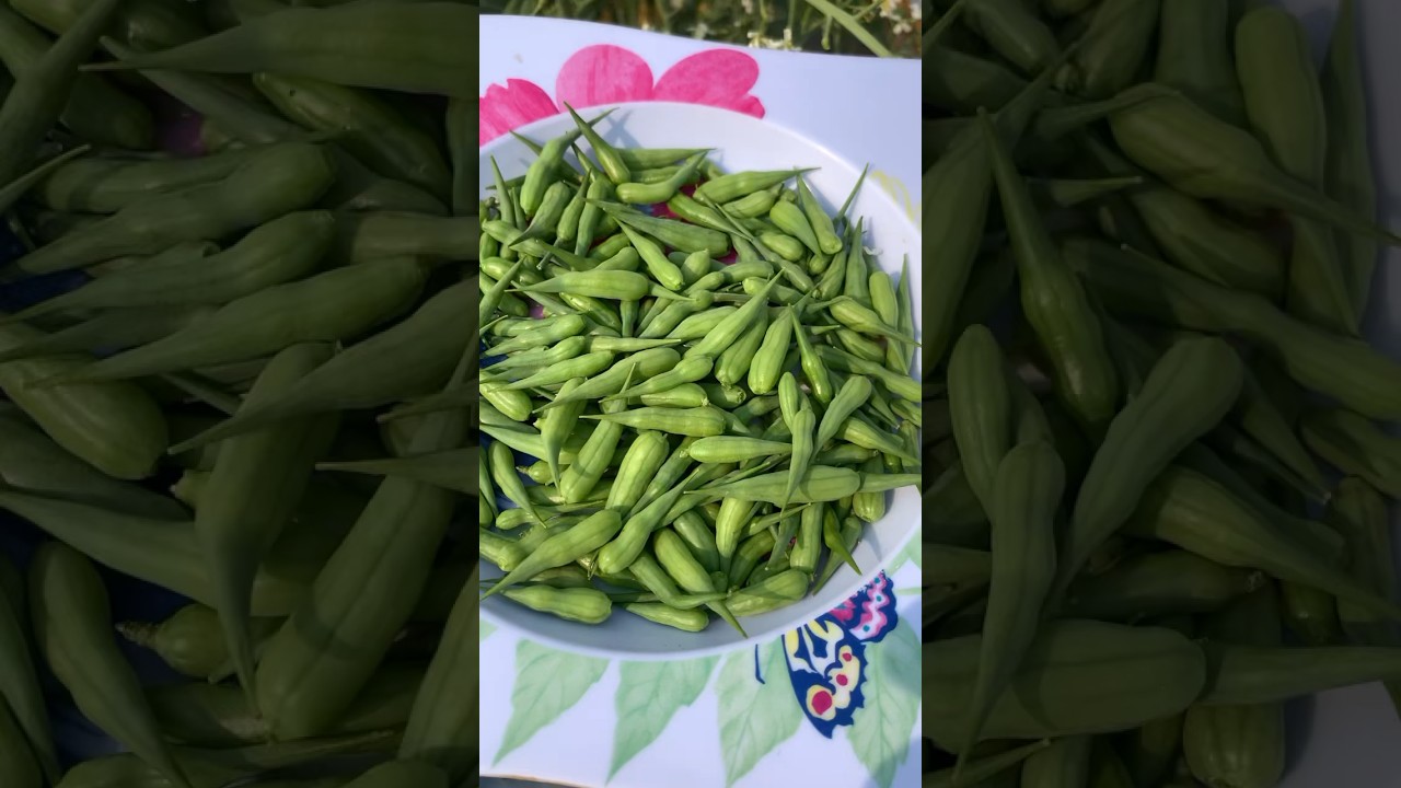 Harvest Mongray/ Radish rat tail/Radish pods on roof 🪴 - YouTube