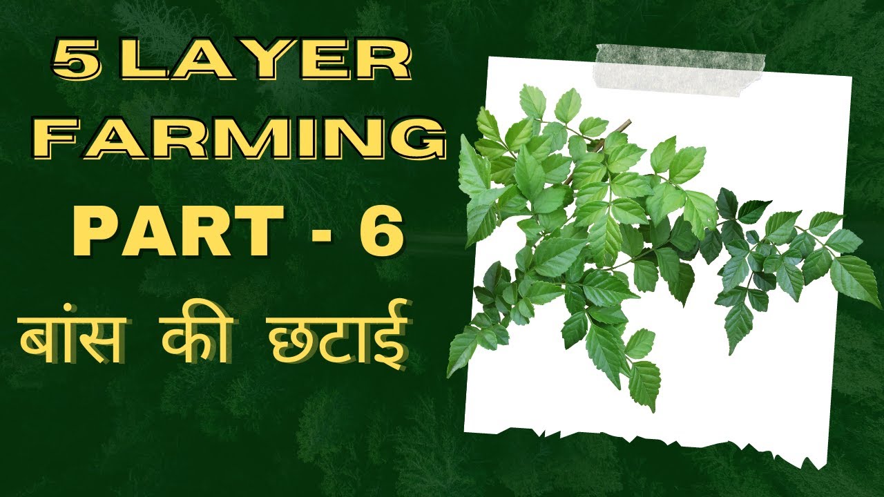 5 LAYER FARMING | बांस की छटाई | PART 6 | ORGANIC VEGETABLES - YouTube