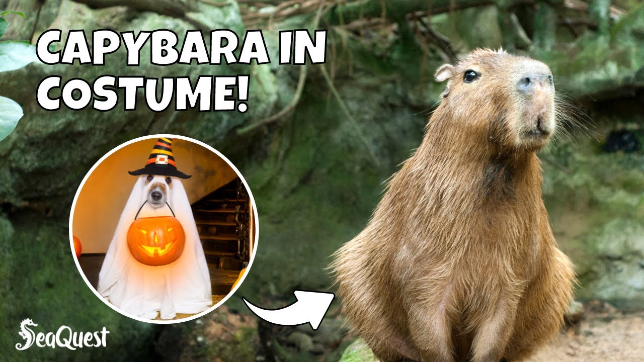 Animals in Costumes??!! Capybara & Friends Fashion Show at SeaQuest ...
