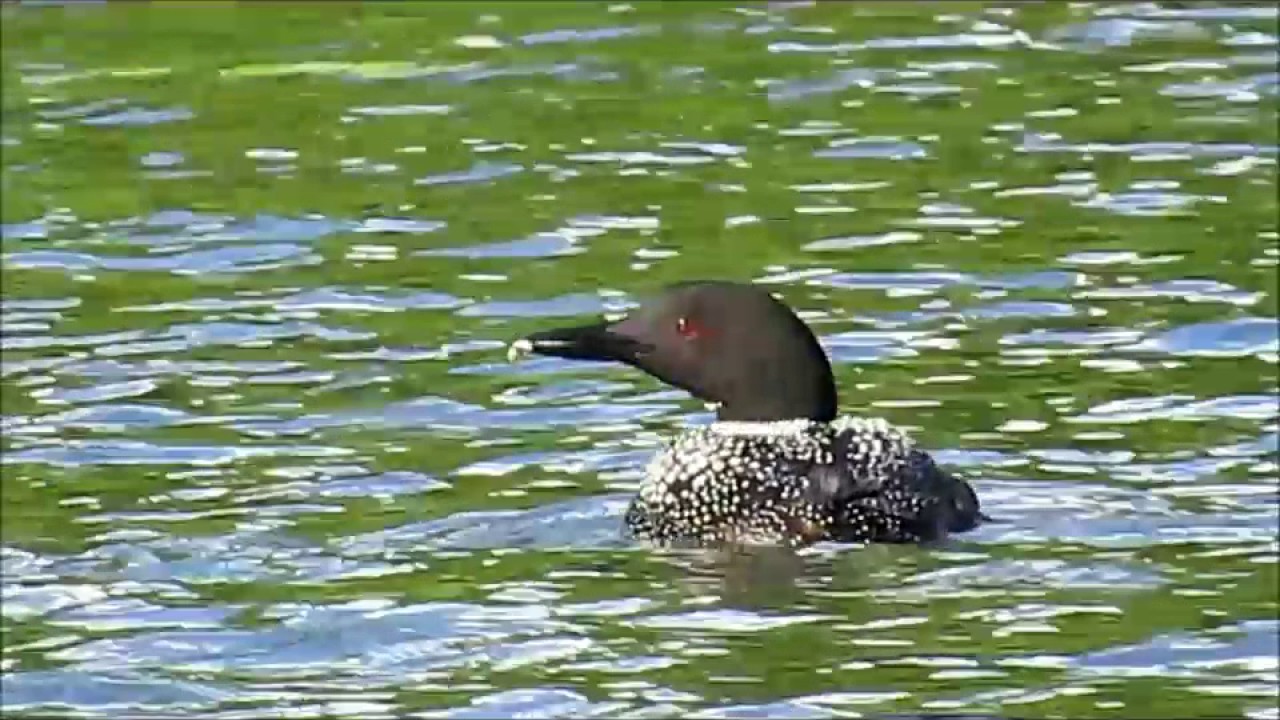 Common Loons Give Baby a Fishing Lesson in Nevis, Minnesota - YouTube