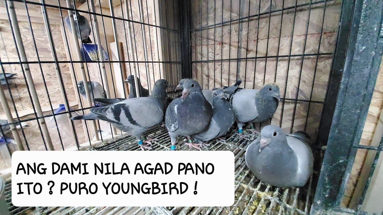 VLOG 42 | BAGONG SISTEMA SA BREEDING STATION AT INAKAY | #pigeon #bird ...
