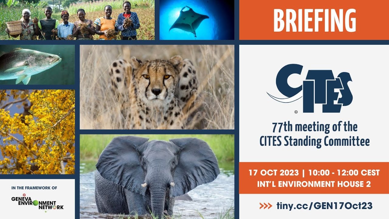 Briefing on the 77th meeting of the CITES Standing Committee - YouTube