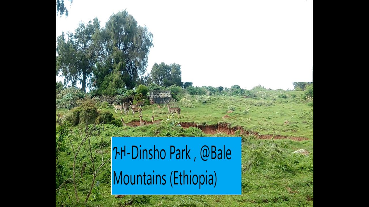 ጉዞ) Travelling From Bale Robe Ethiopia, At Dinsho Park Video. - YouTube