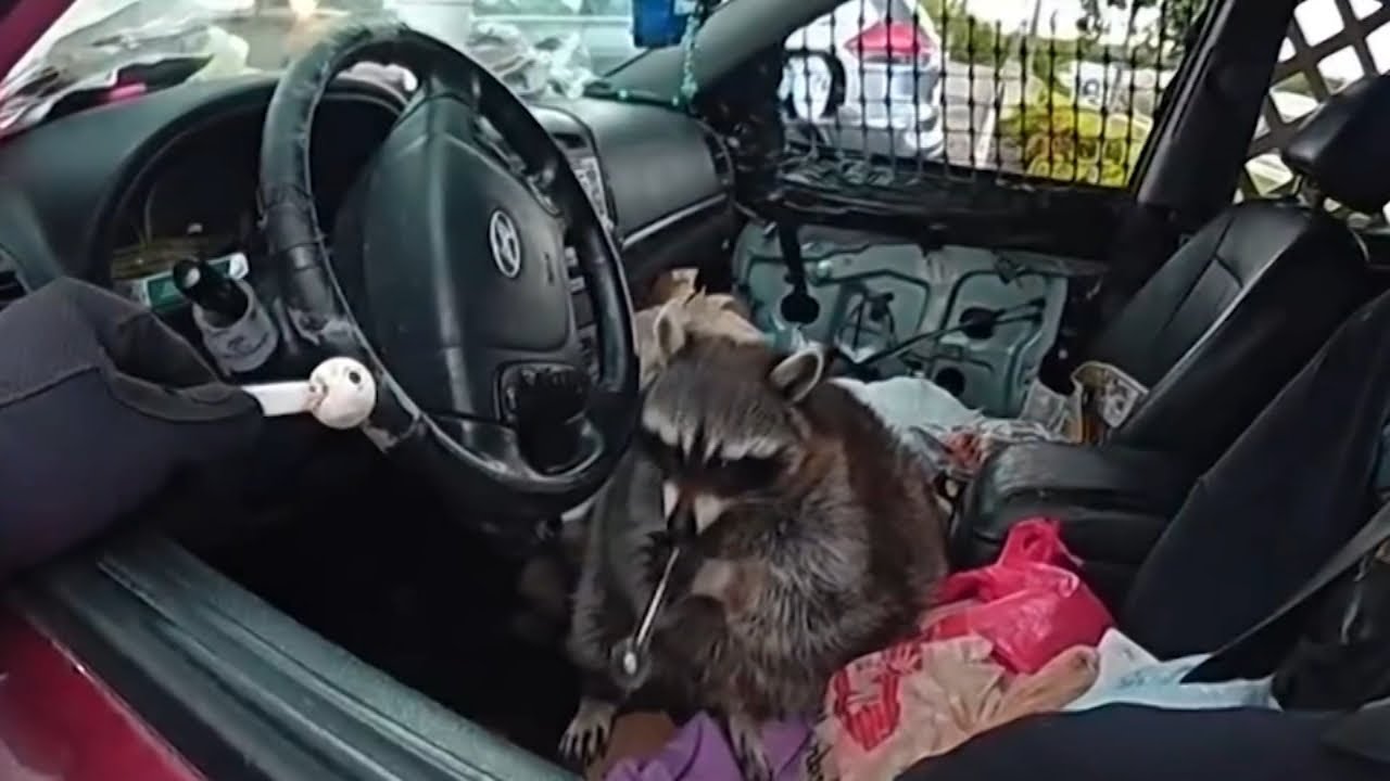 Raccoon found with meth pipe in driver's seat during police stop - YouTube