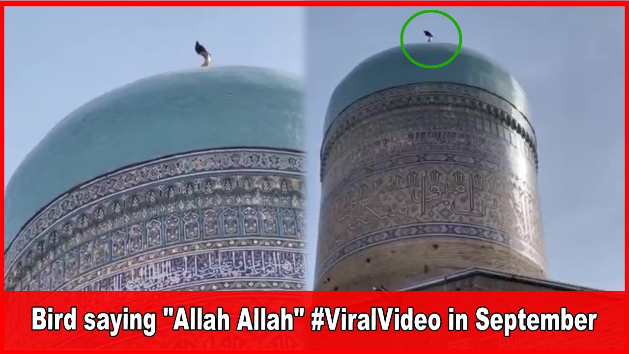 Bird saying "Allah Allah" #ViralVideo in September - YouTube