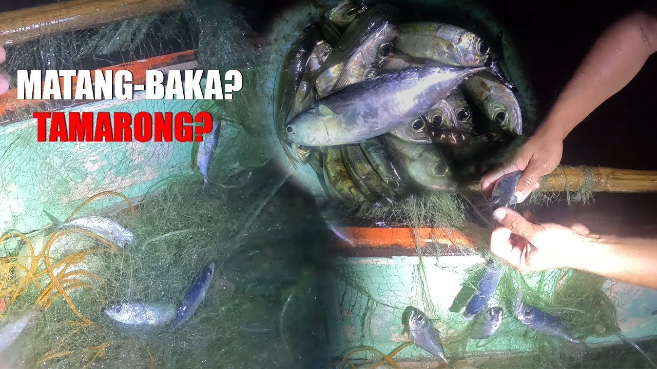 Net Fishing: Nakahuli kami ng Maraming Matang-baka/Tamarong. - YouTube