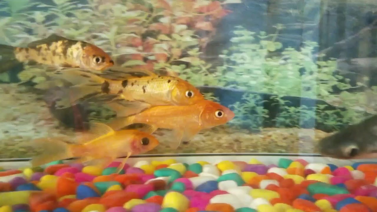 Fish Swimming video in Aquarium @_narendra_nature_gallery_ - YouTube