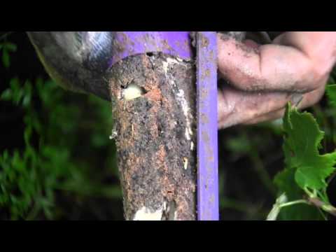 Active Termites Tunneling into Recruit® HD Bait - YouTube