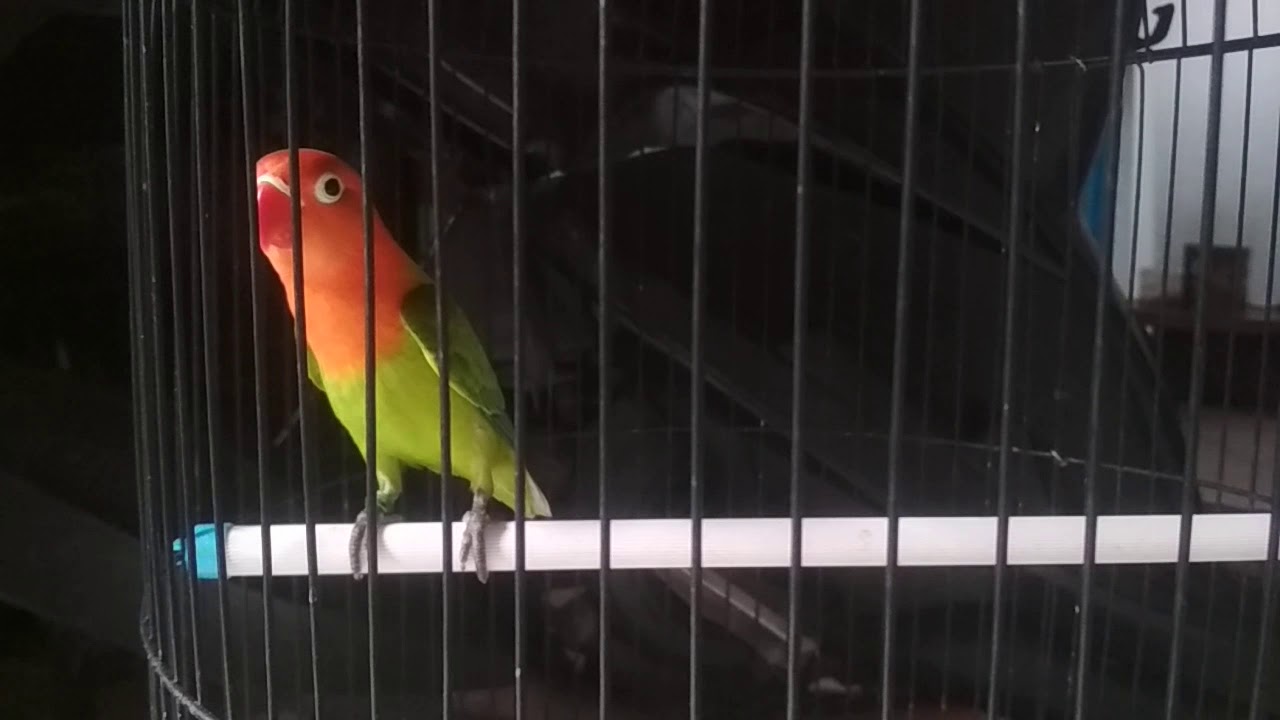 Lovebird biola green sable paut - YouTube