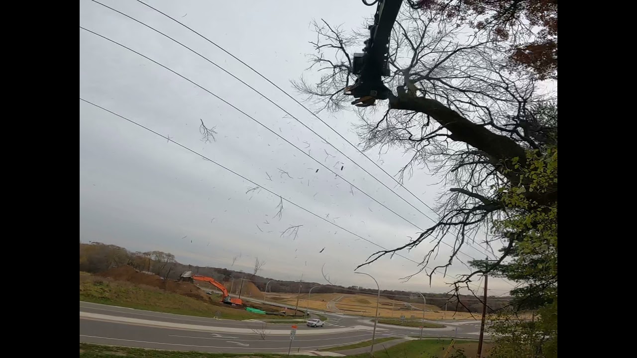 Big dead oak hanging over power lines. Sketchy removal - YouTube